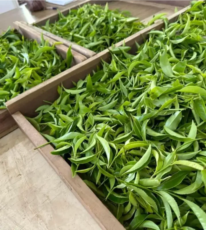 Assam Tea Estate – Experience tha flavours of Assam